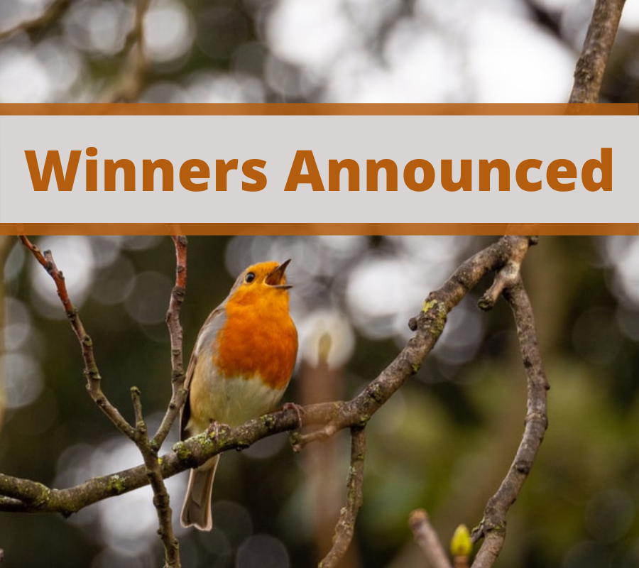 'Bird Song' Poetry Competition Winners Announced | TORCH | The Oxford ...