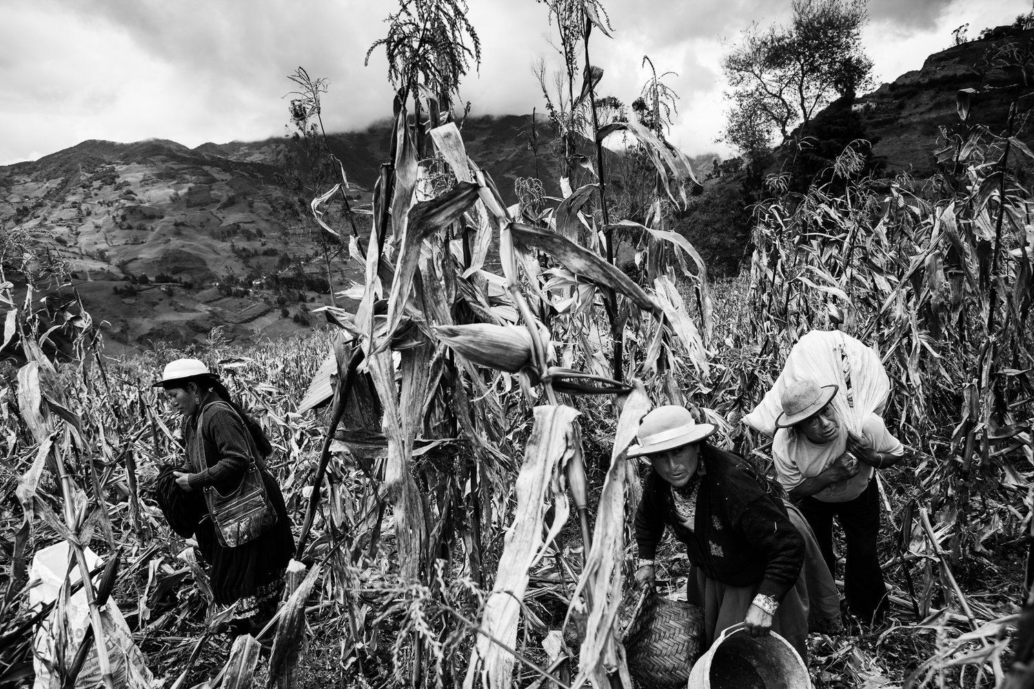 Documenting A’ingae: an isolate language at the Andes-Amazon interface ...